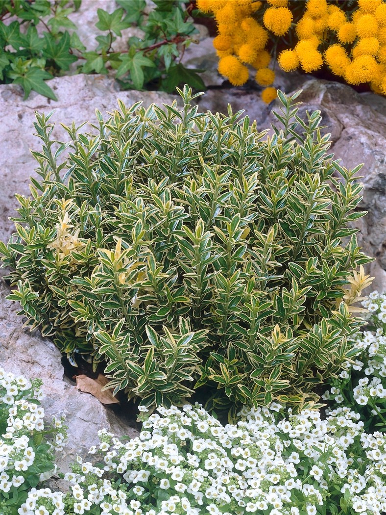 Brslen japonský nakoupit u OBI