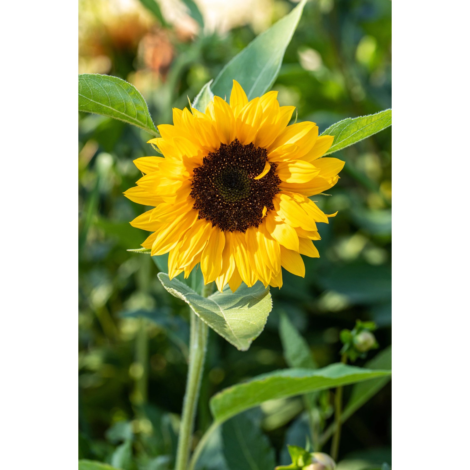 GROW by OBI Slunečnice roční (Helianthus anuus) žlutá výška 20-30 cm