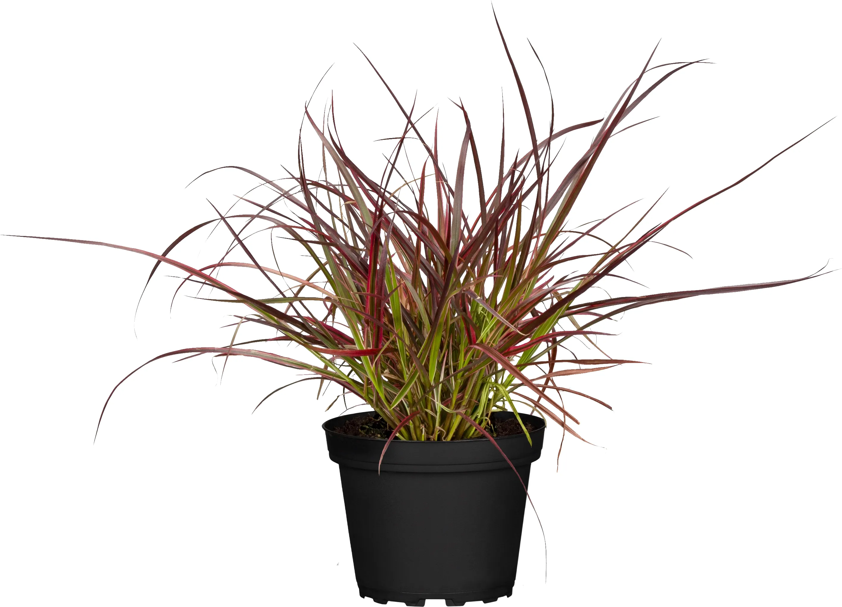 Grow by OBI Dochan setý Fireworks tmavě červený pr. květináče cca 19 cm ...