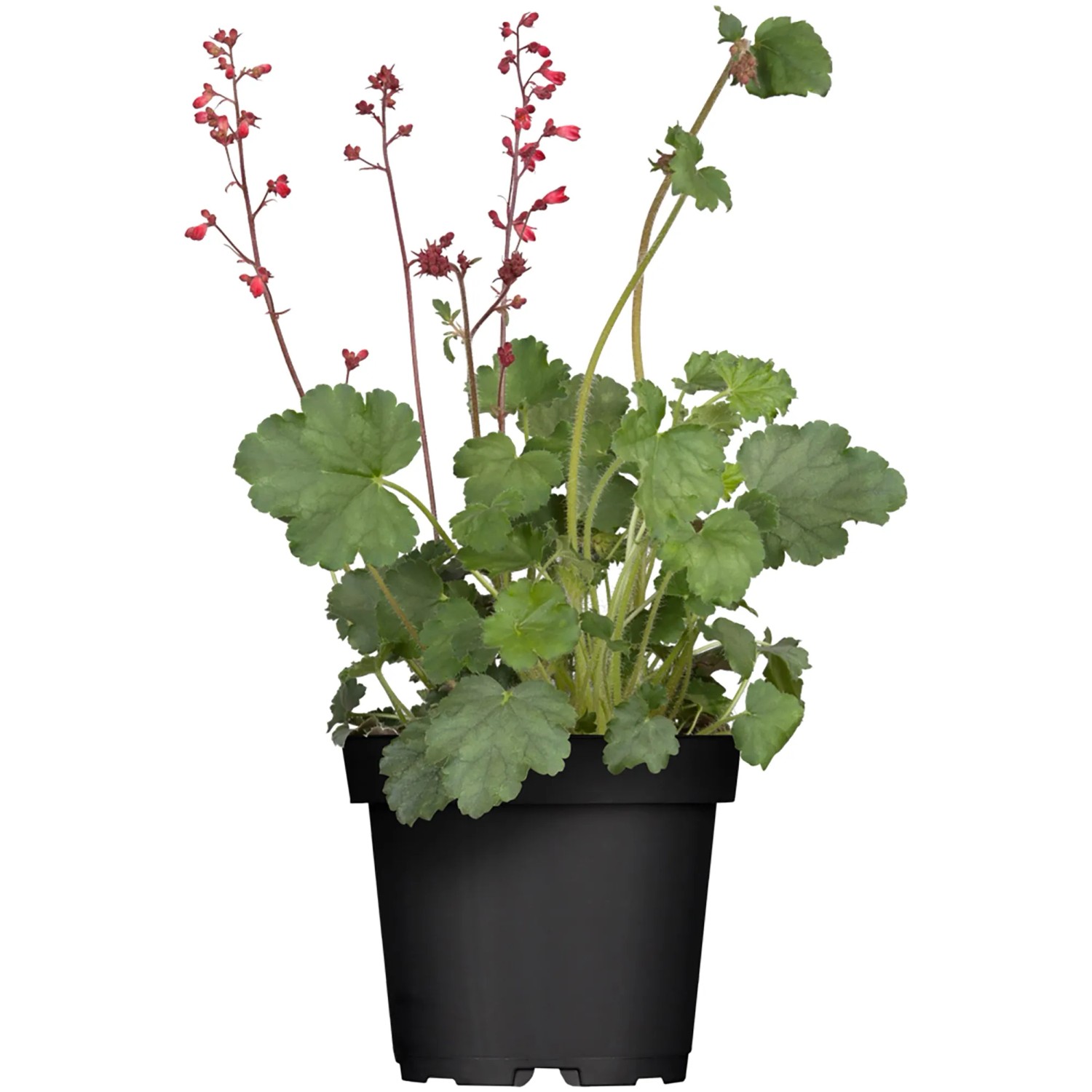 Dlužicha (Heuchera) "Shimmer", růžová, pr. kv. 19 cm
