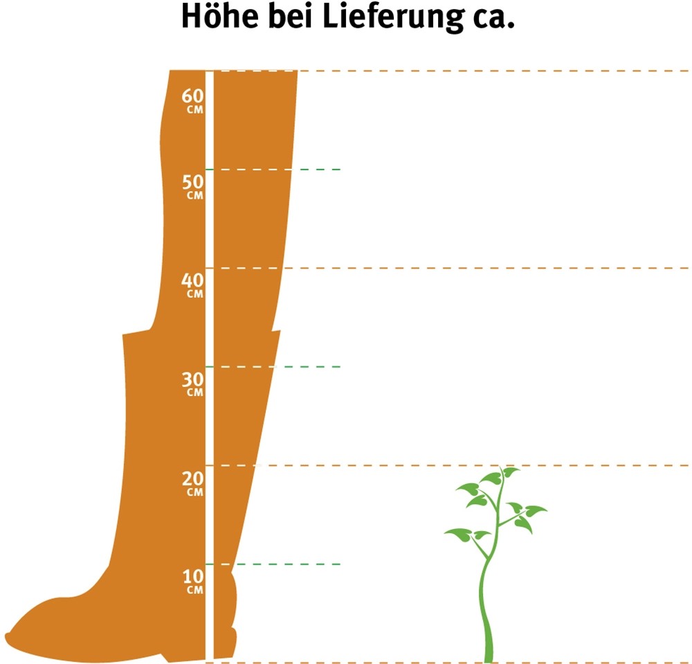 Obi Cypřišek Hrachonosný Filifera Sungold 10 20 Cm Květináč Cca 5 L