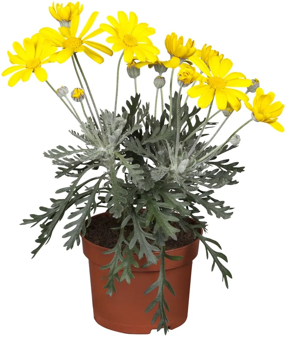 Grow by OBI Šedolistý euryops (Euryops pectinatus), pr. květináče cca ...