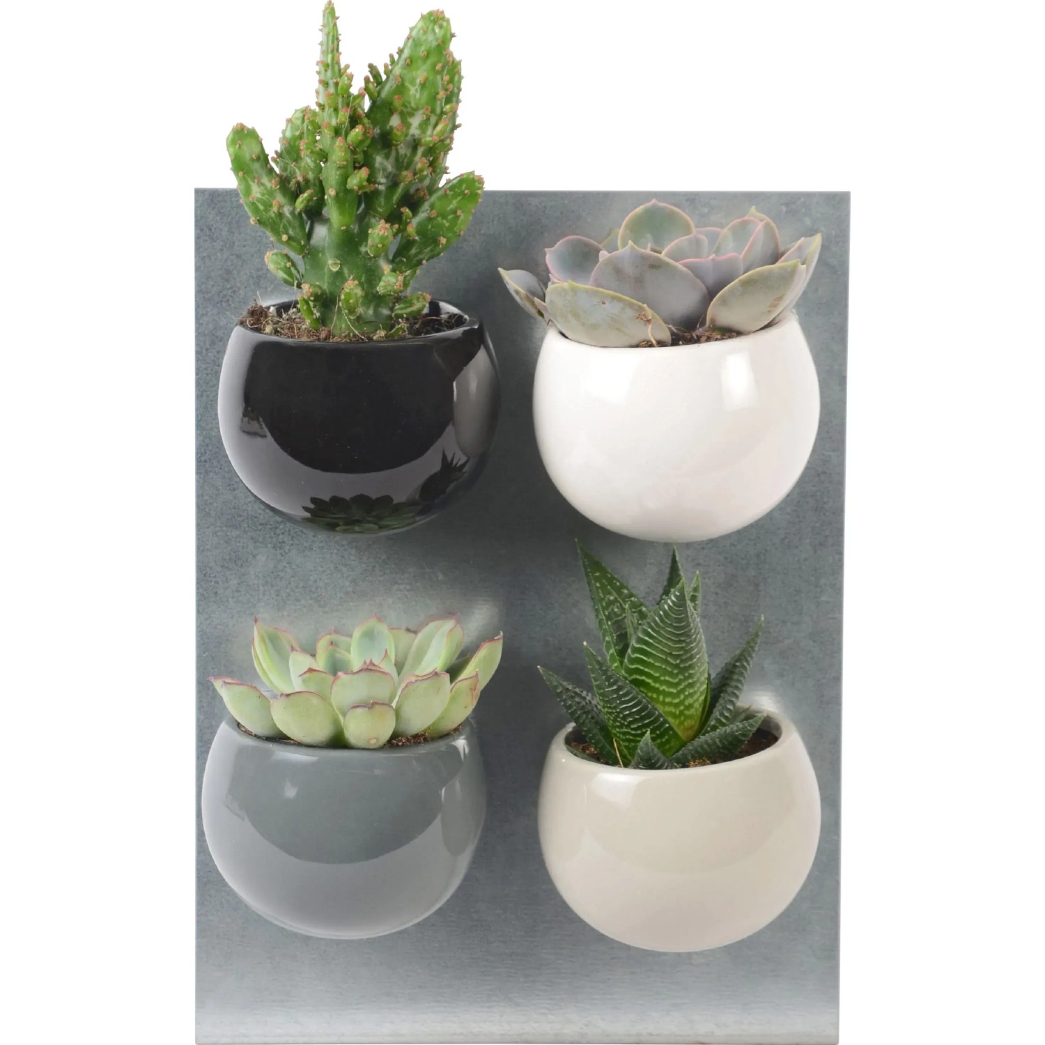 Mini sukulenty v kulatém magnetickém květináči průměr květináče cca 6 cm
