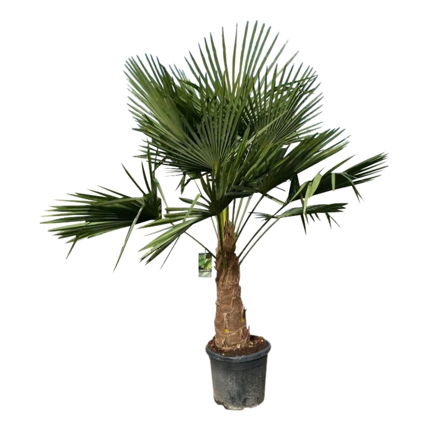 Palmy koupit online na OBI.cz