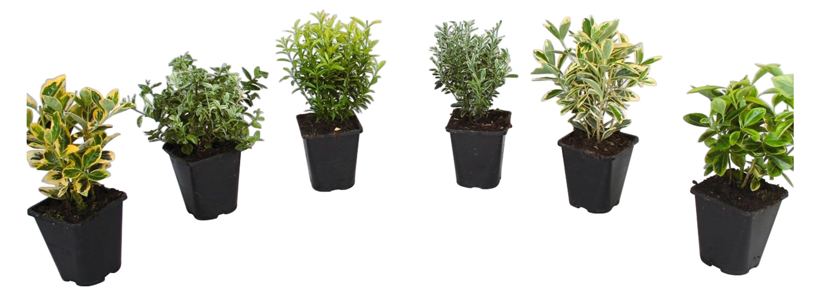 Brslen japonský nakoupit u OBI