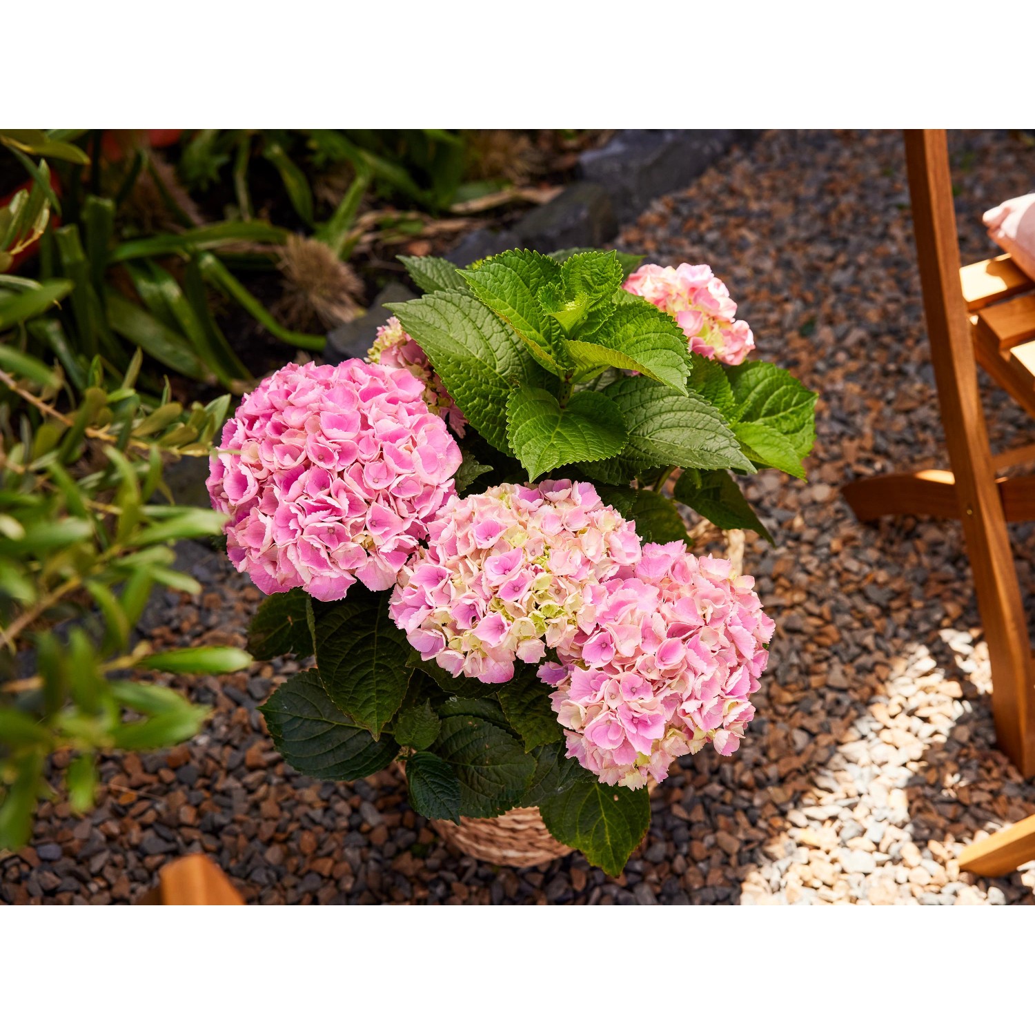 Hortenzie velkolistá (Hydrangea macrophylla) výška 40-50 cm, pr ...
