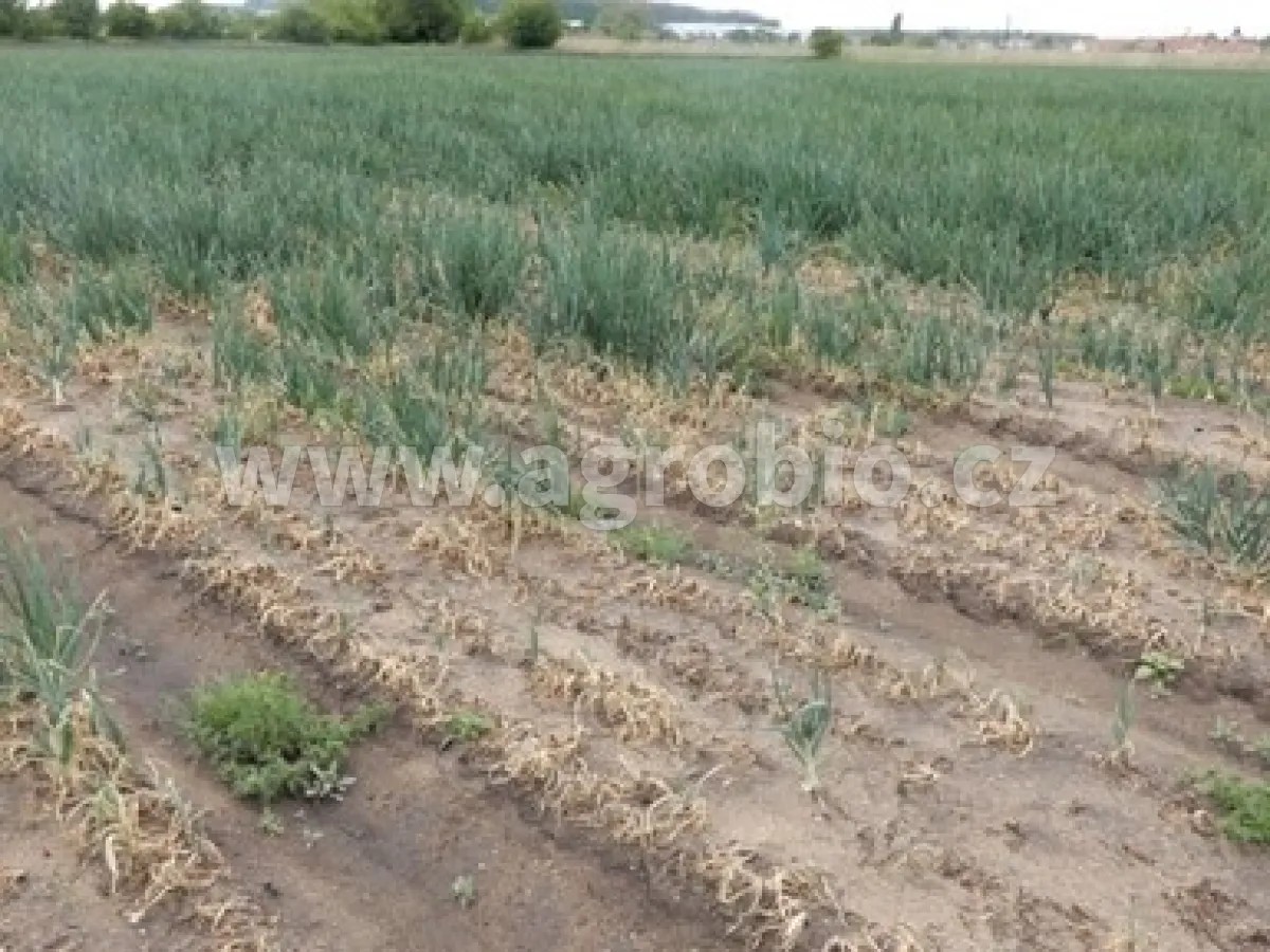 AgroBio Opava Odolnost rostlin Inporo Pro Trima M 500 g nakoupit u OBI