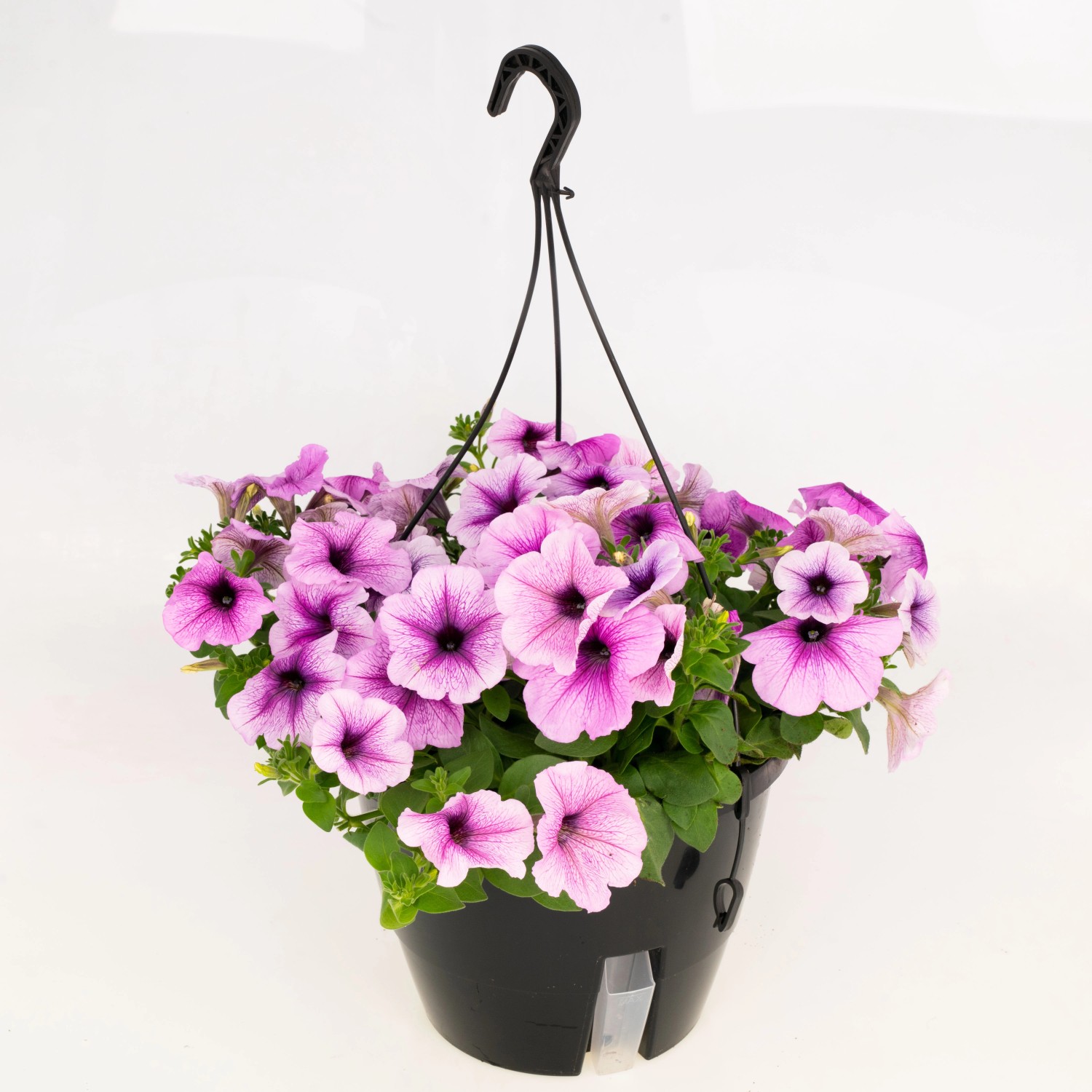 Petunie (Petunia) v závěsném květináči Aqua Easy pr. 27 cm nakoupit u OBI