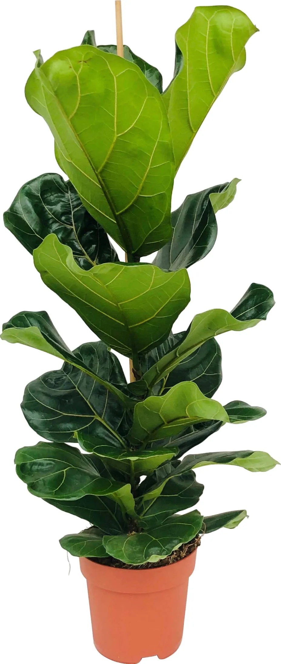 GROW by OBI Fíkus lyrový (Ficus lyrata), pr. cca 21 x 95-120 cm