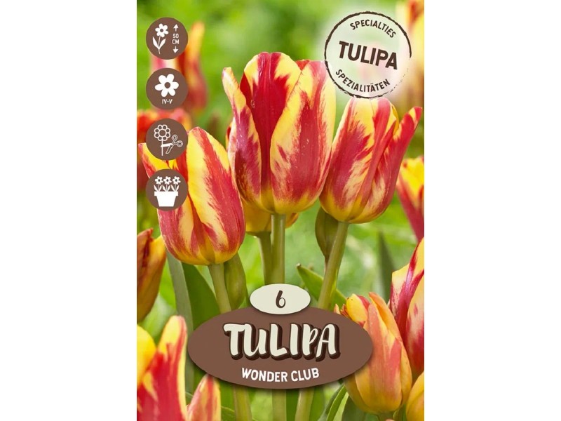 Tulipán Triump "Wonder Club"