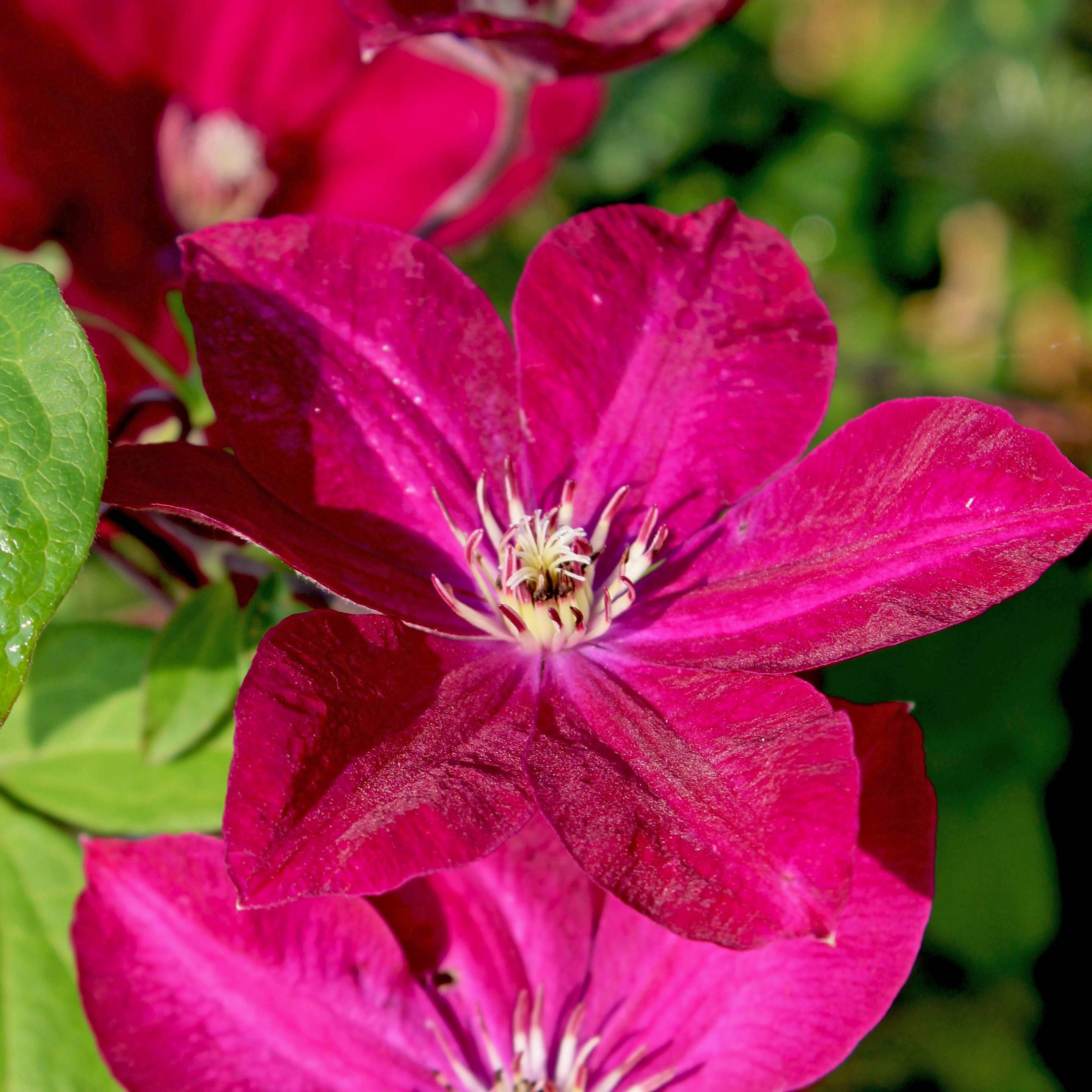 Plamének (Clematis) "Rouge Cardinal", fialovočervená, 40-60 cm, pr. kv. 17 cm koupit v OBI