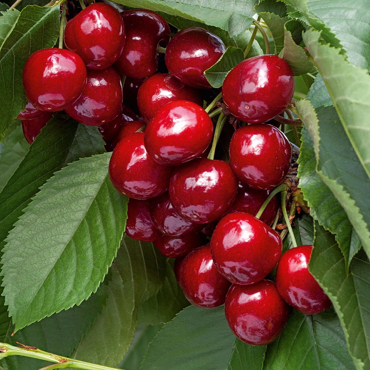 Bio třešeň ptačí (Prunus avium) "Lapins", výška cca 100-120 cm, kv. 7 l