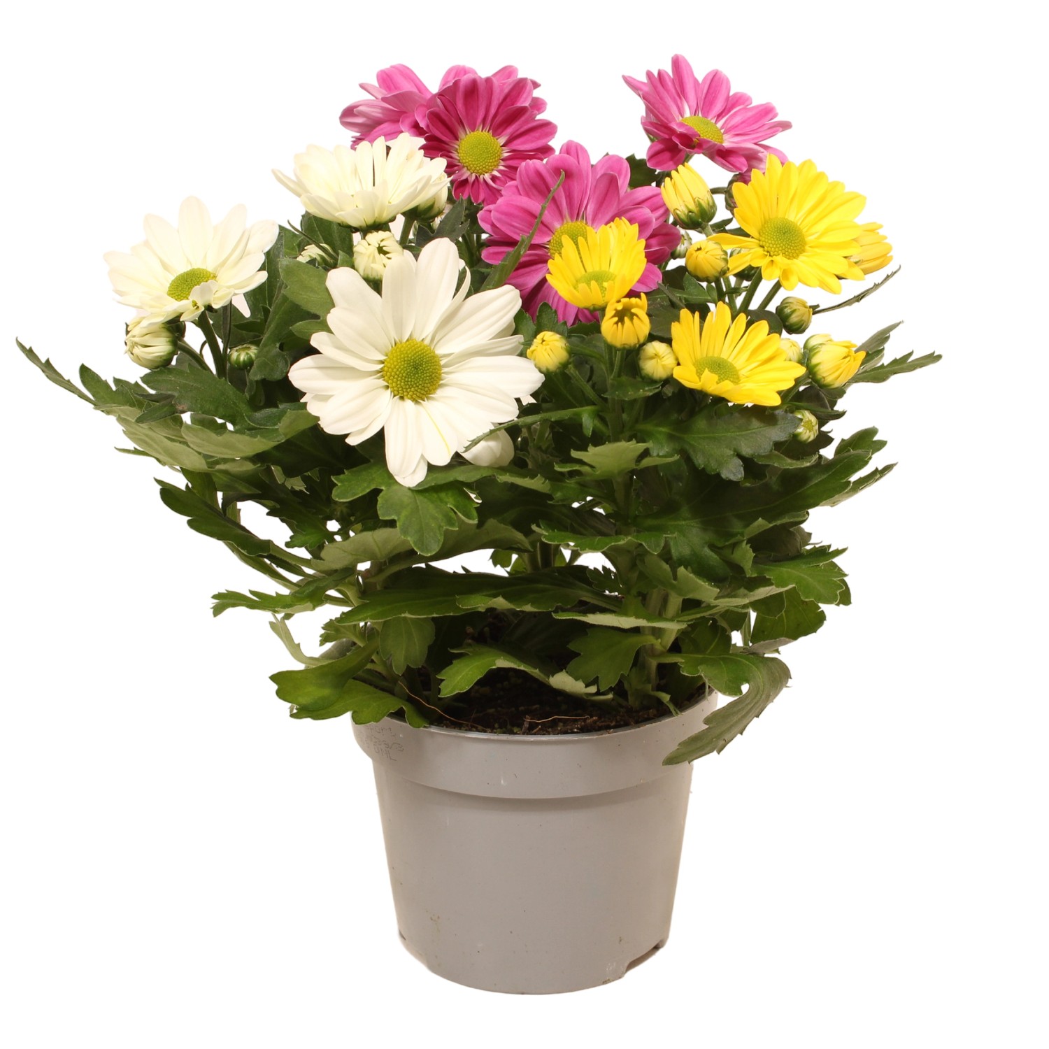 Listopadka indická (Chrysanthemum indicum) "Carnaval" výška 20-30 cm ...