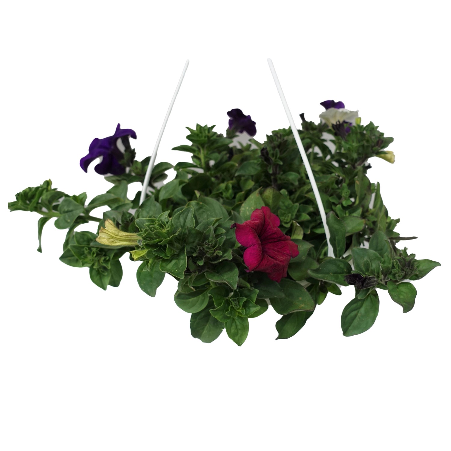 Petúnie (Petunia hybride) "Trio" v závěsném květináči pr. 23 cm ...