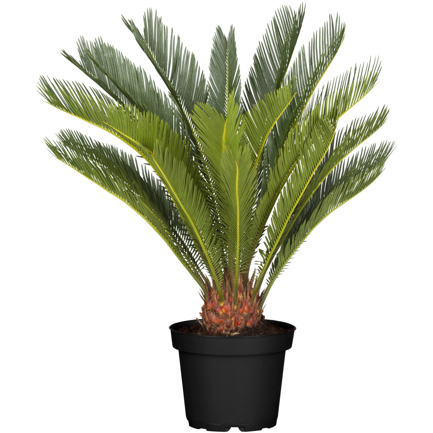 Landgard Cykas japonský (Cycas revoluta) cca výška 60-80 cm, pr. 24 cm ...