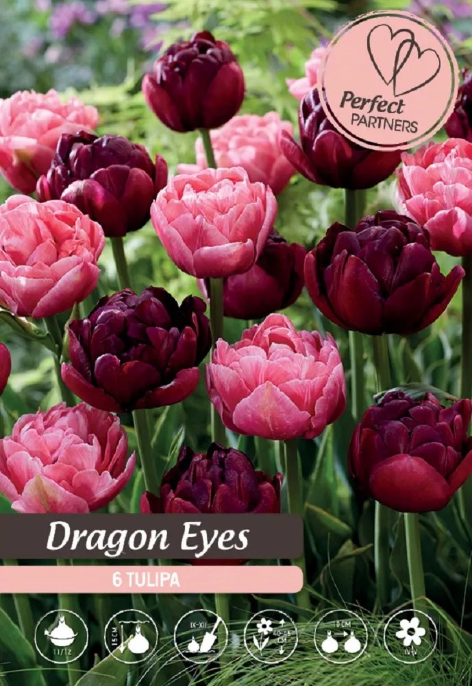 Royal De Ree Holland Květinové cibulky Tulipán Dragon Eyes nakoupit u OBI