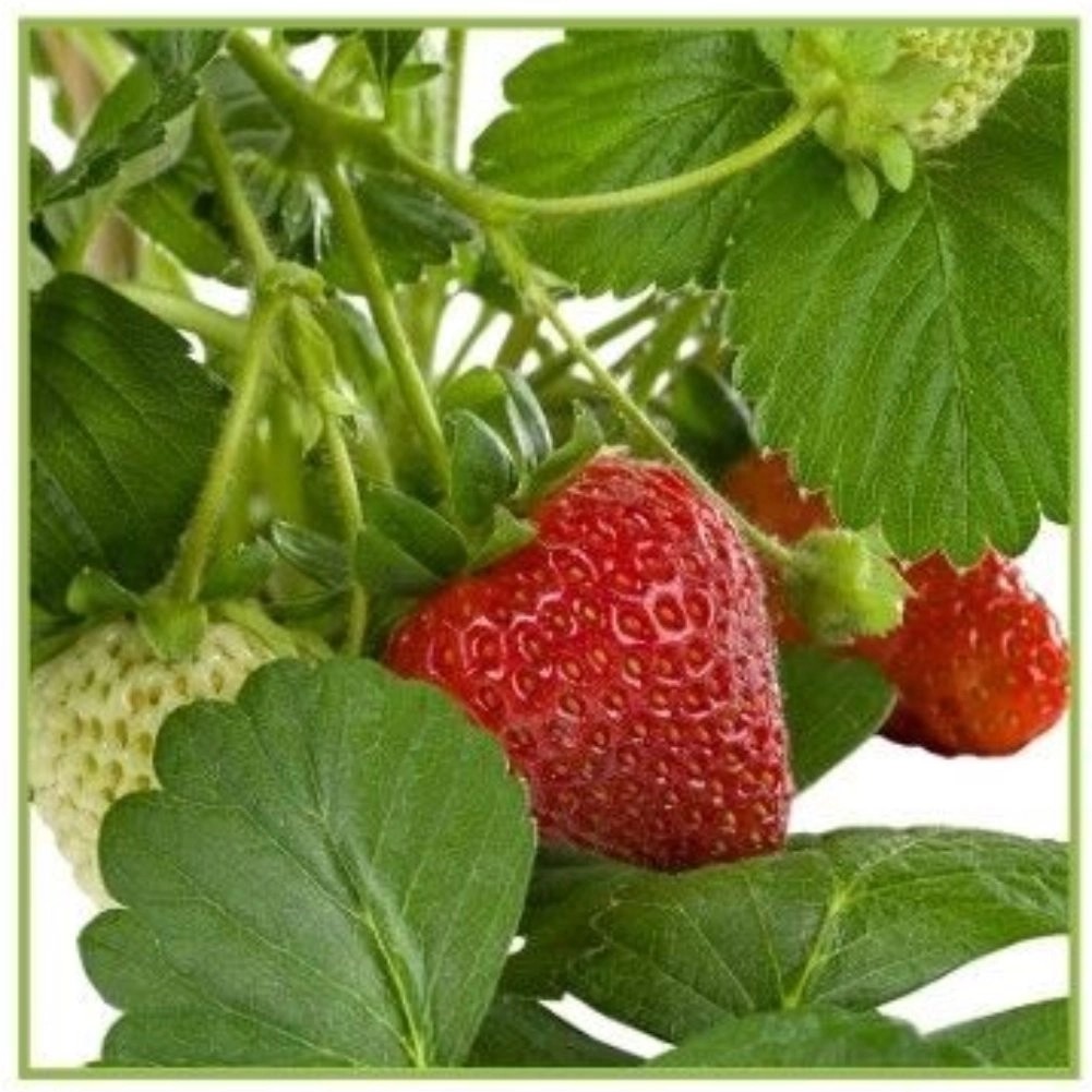 GROW by OBI Jahodník (Fragaria Hybrid) "Strawberry Delizz" cca pr. 14 ...