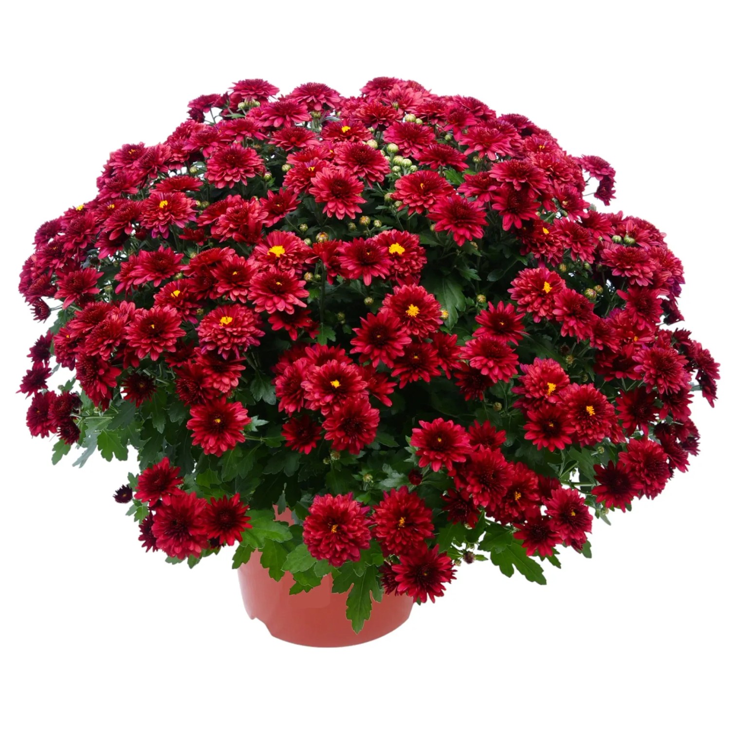 Listopadka indická (Chrysanthemum indicum) pr. kv. 17 cm nakoupit u OBI