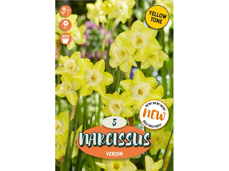 Royal De Ree Holland Květinové cibulky Narcissus Verdin 8 ks nakoupit u OBI