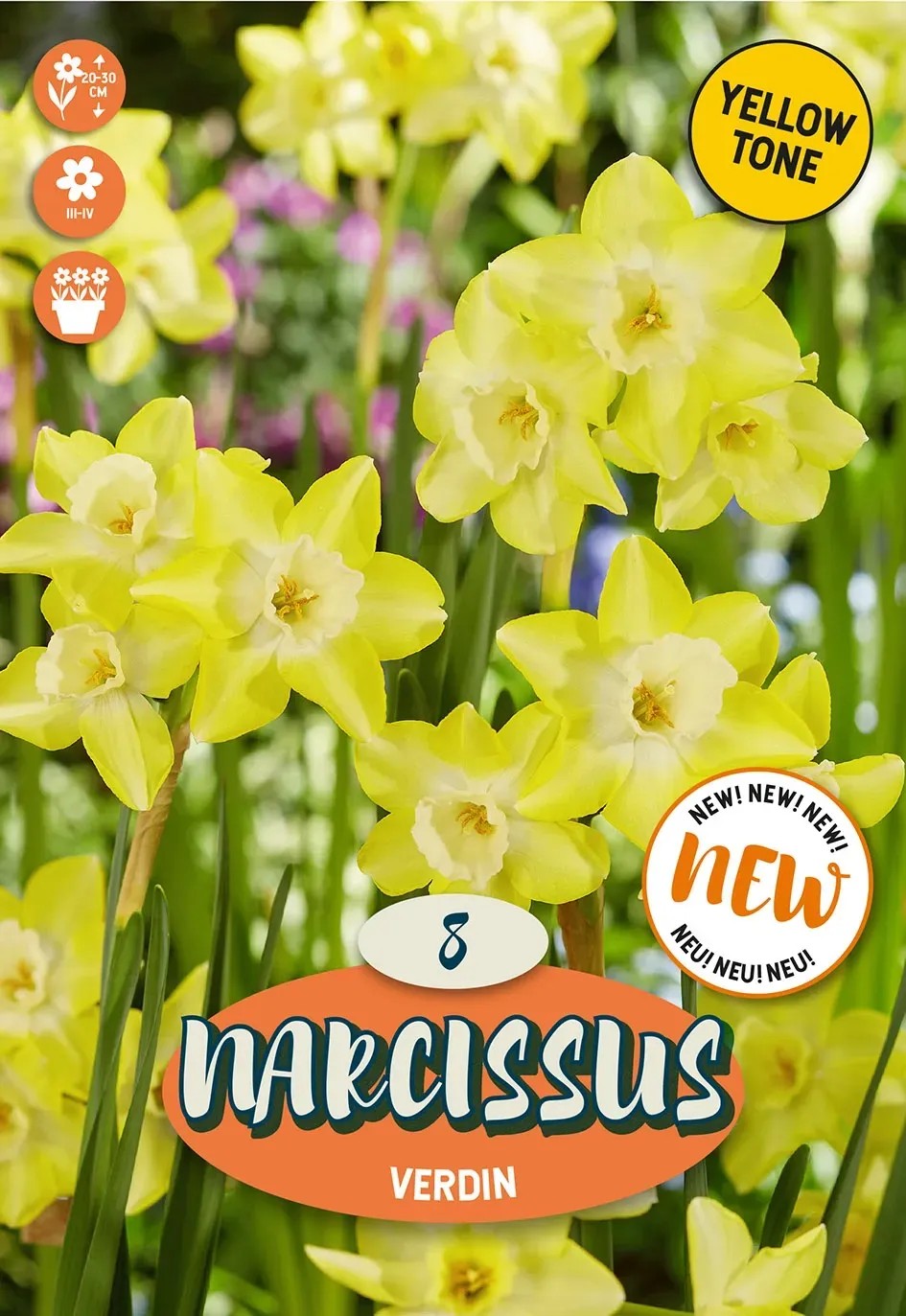 Royal De Ree Holland Květinové cibulky Narcissus Verdin 8 ks nakoupit u OBI
