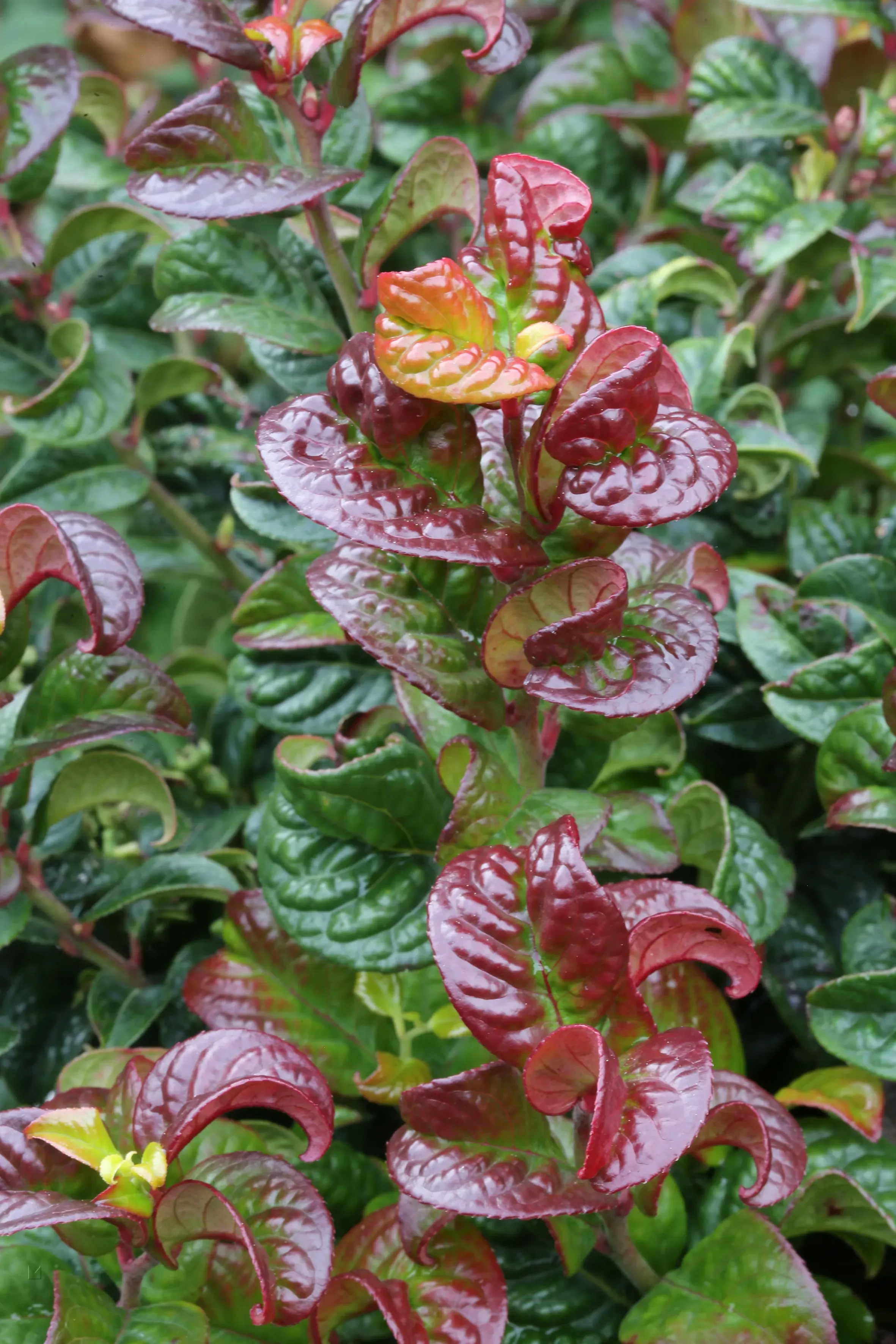 Leukote (leucothoe axillaris) Curly red koupit v OBI