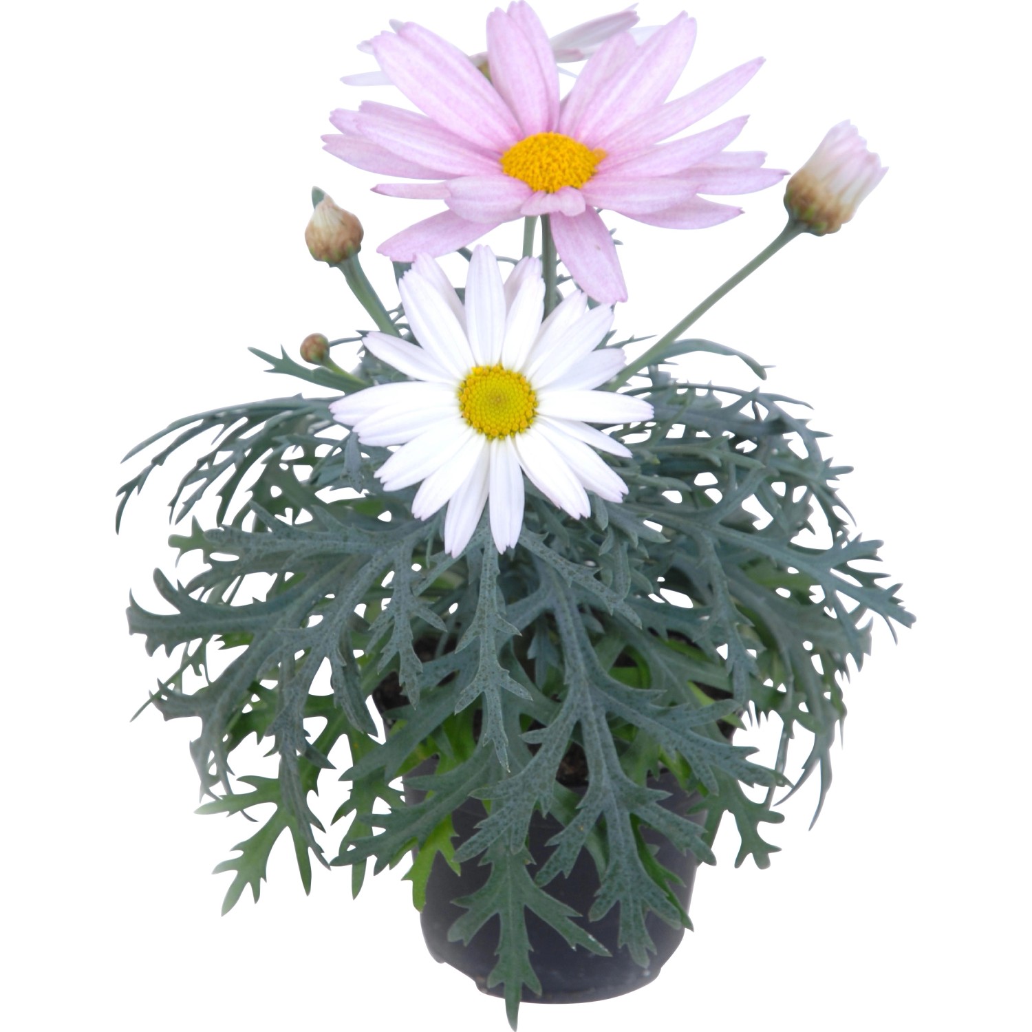 Mini chryzantéma Percussion průměr květináče cca 6 cm nakoupit u OBI