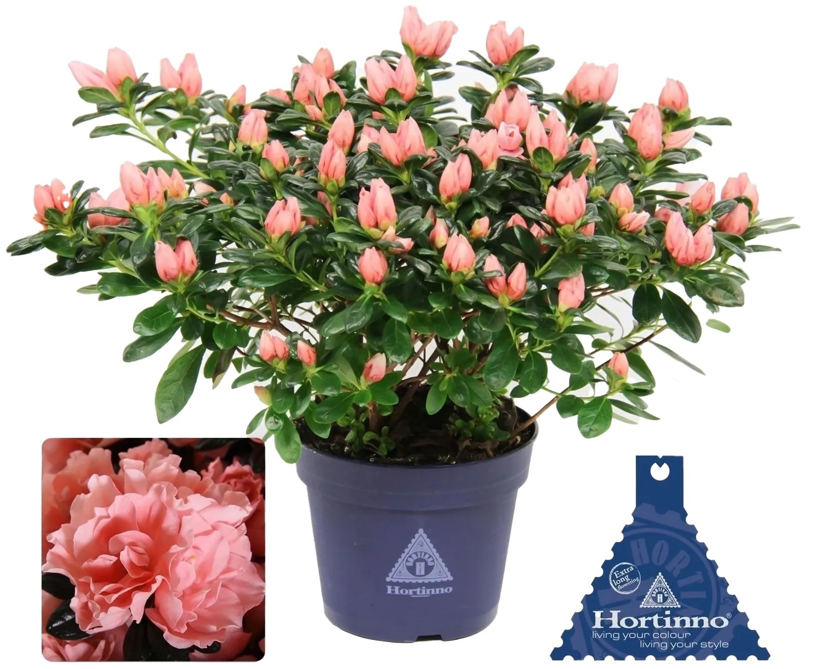 GROW by OBI Pokojová azalka (Azalea rhododendron) Hortinno, růžová, pr ...