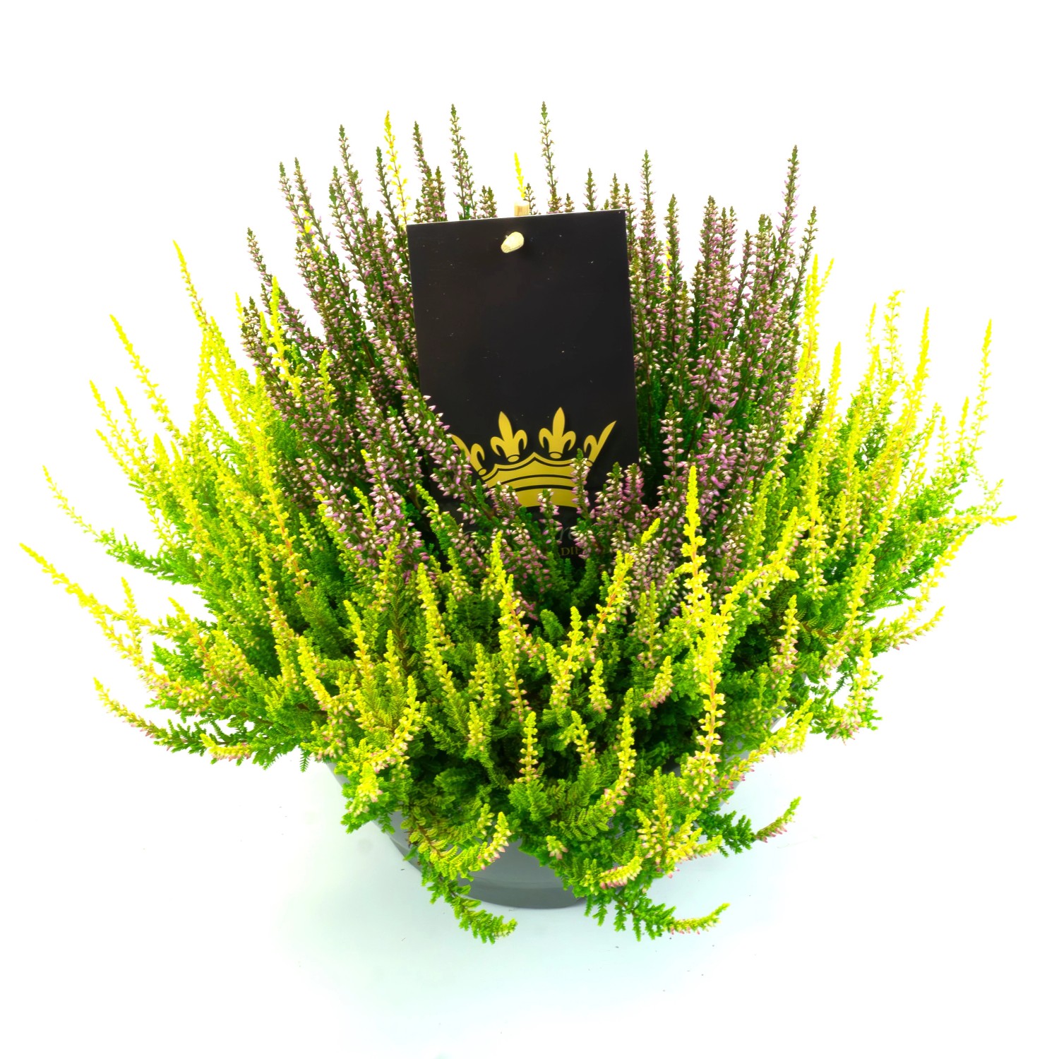 Q-Flower Vřes obecný (Calluna vulgaris) "Colour Crown" pr. cca 23 cm ...