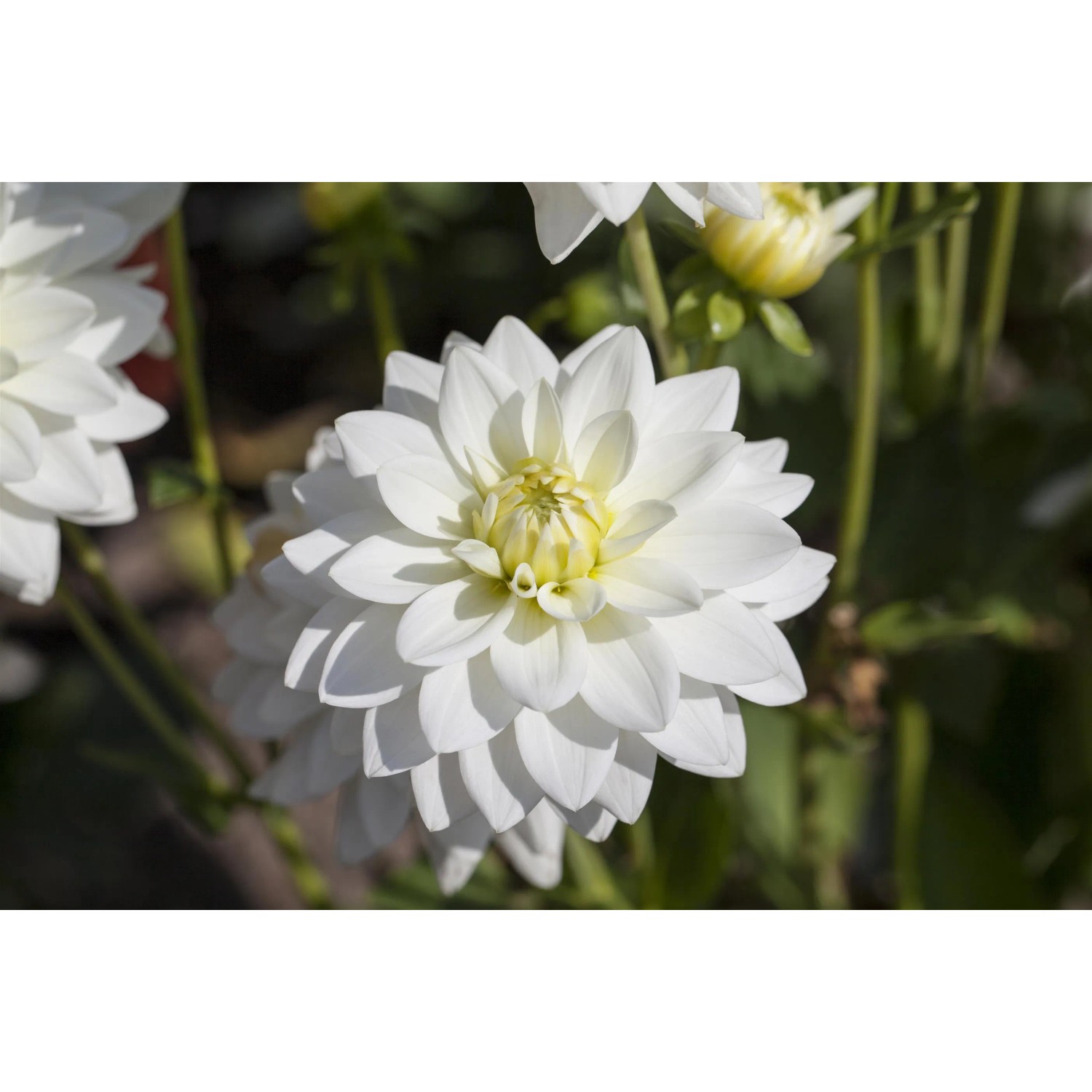 Royal Lemkes Jiřina (Dhalia) "Dahlietta Whitney" výška 25-30 cm, pr. 12 ...