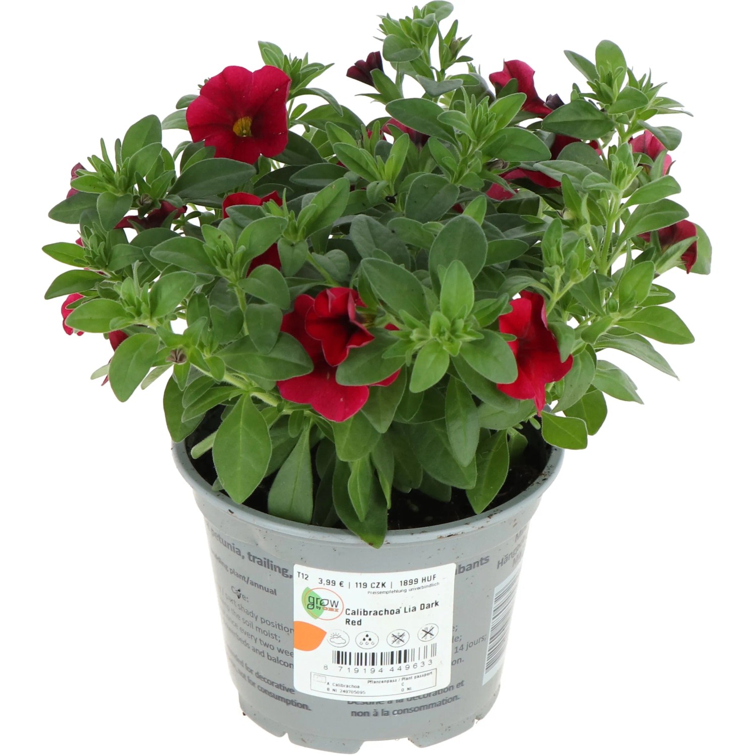GROW by OBI Minipetúnie (Calibrachoa hybrid) "Lia Dark Red" cca pr. 12 cm