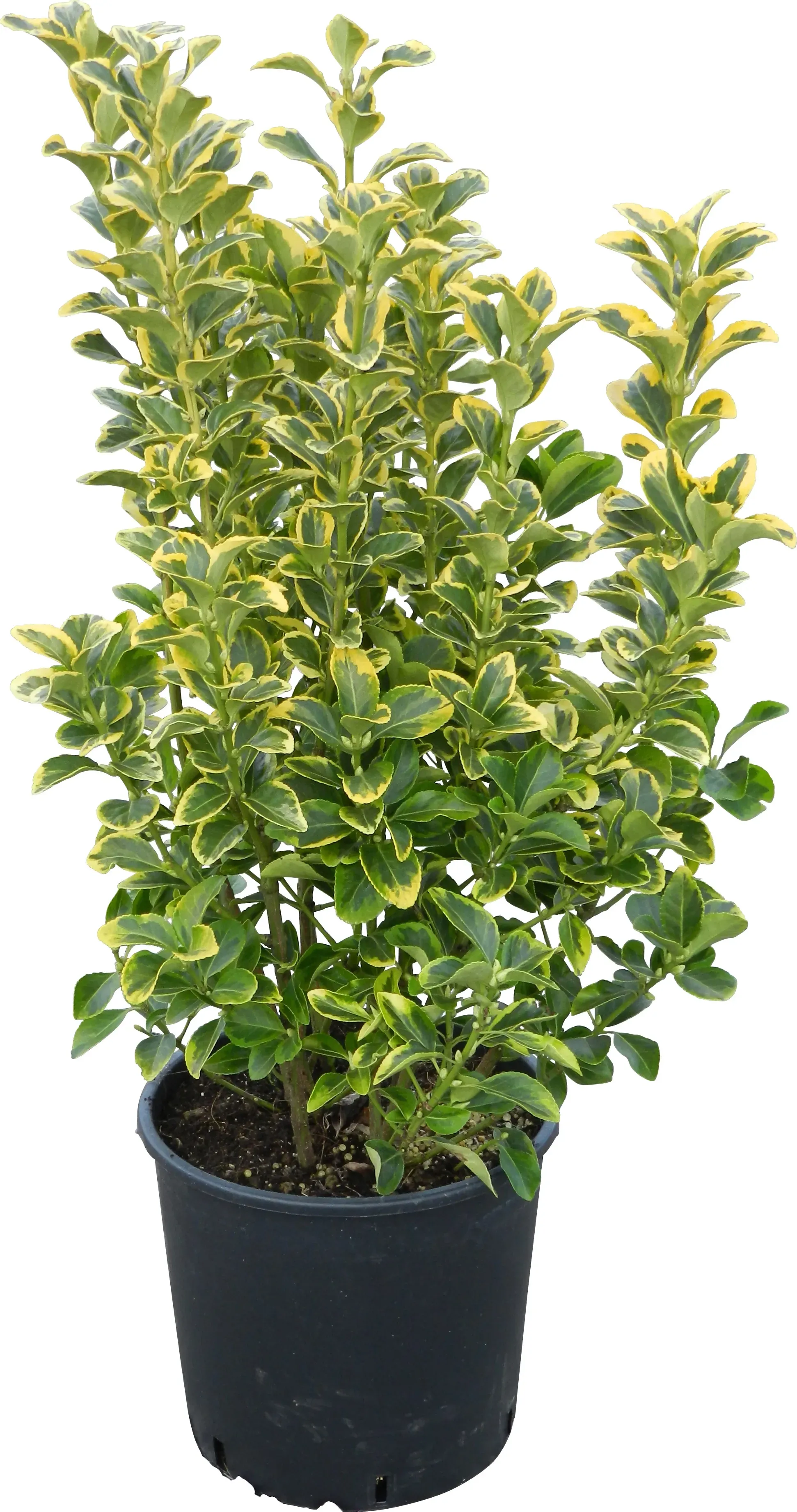 OBI Brslen japonský různé druhy výška cca 50 - 60 cm koupit v OBI