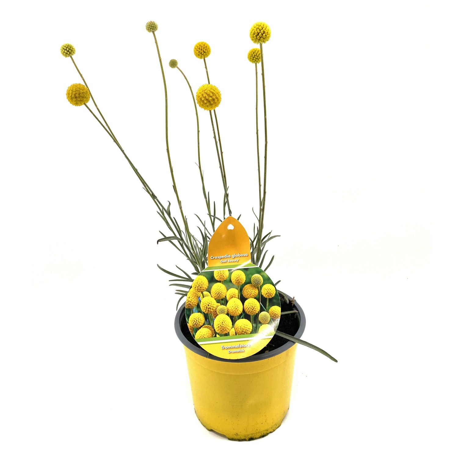 Q-Flower Kraspédie kulovitá (Craspedia globosa) pr. cca 13 cm nakoupit ...
