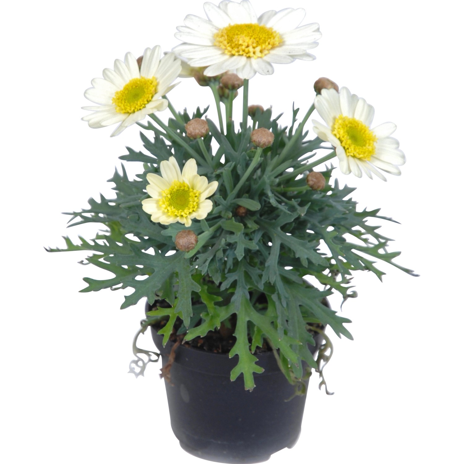 Mini chryzantéma Percussion průměr květináče cca 6 cm nakoupit u OBI