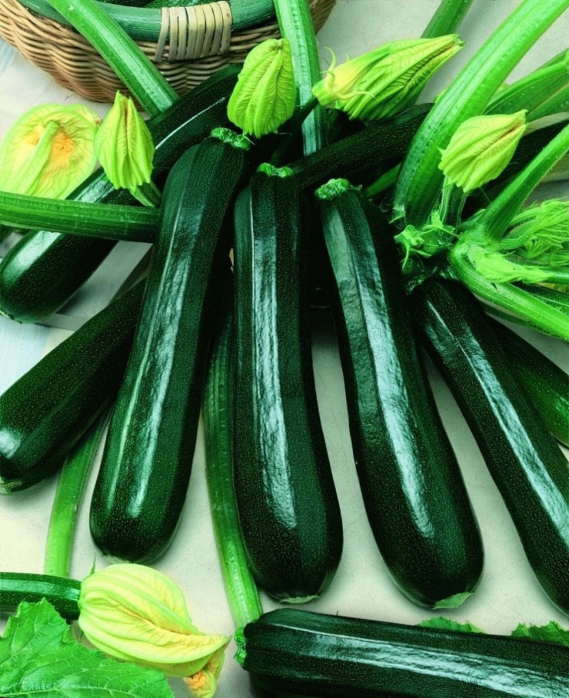 Cuketa zelená polodlouhá (Cucurbita pepo) "Aeronaut", pr. kv. 12 cm ...