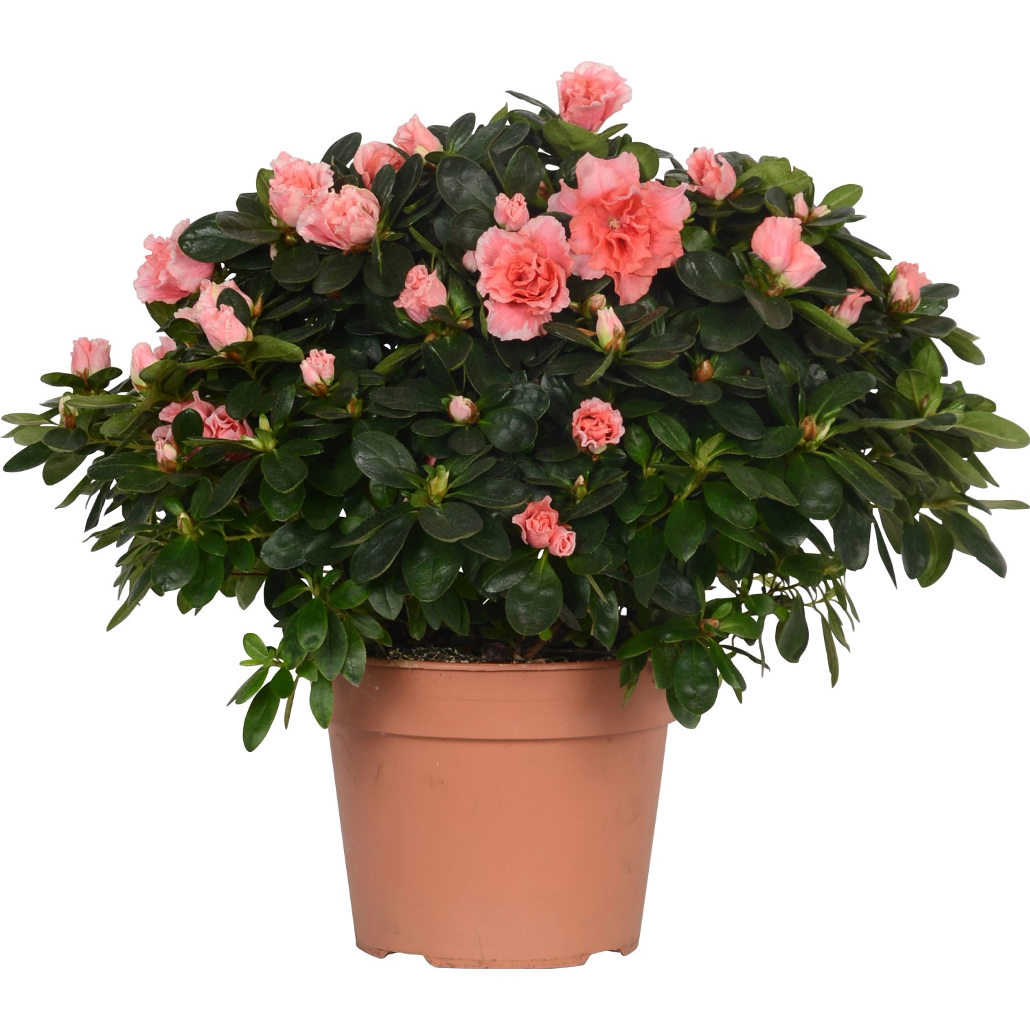 Pokojová azalka mix průměr květináče cca 18 cm nakoupit u OBI