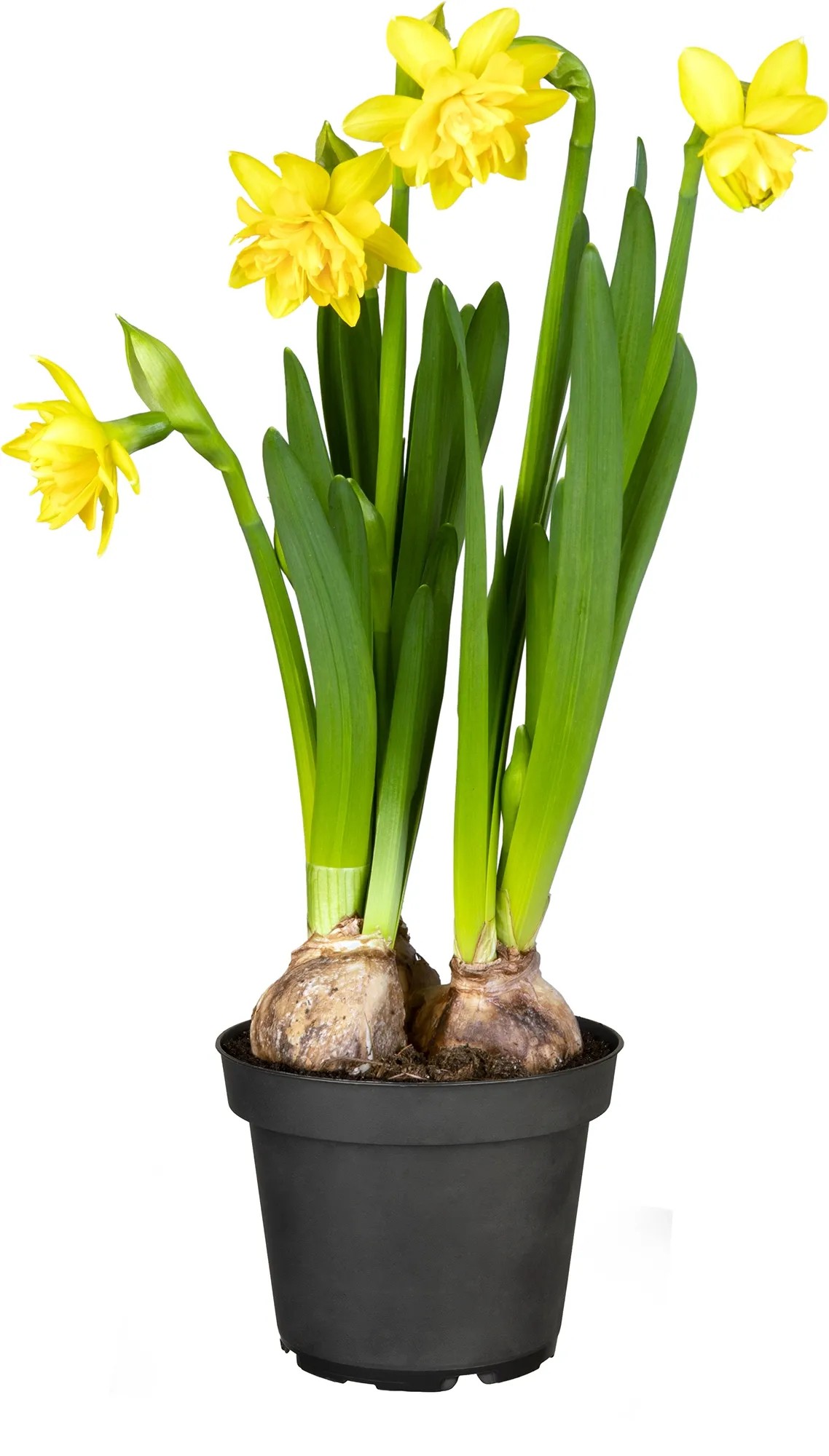 GROW by OBI Narcis bramboříkový (Narcissus cyclamineus) "Tete Boucle ...