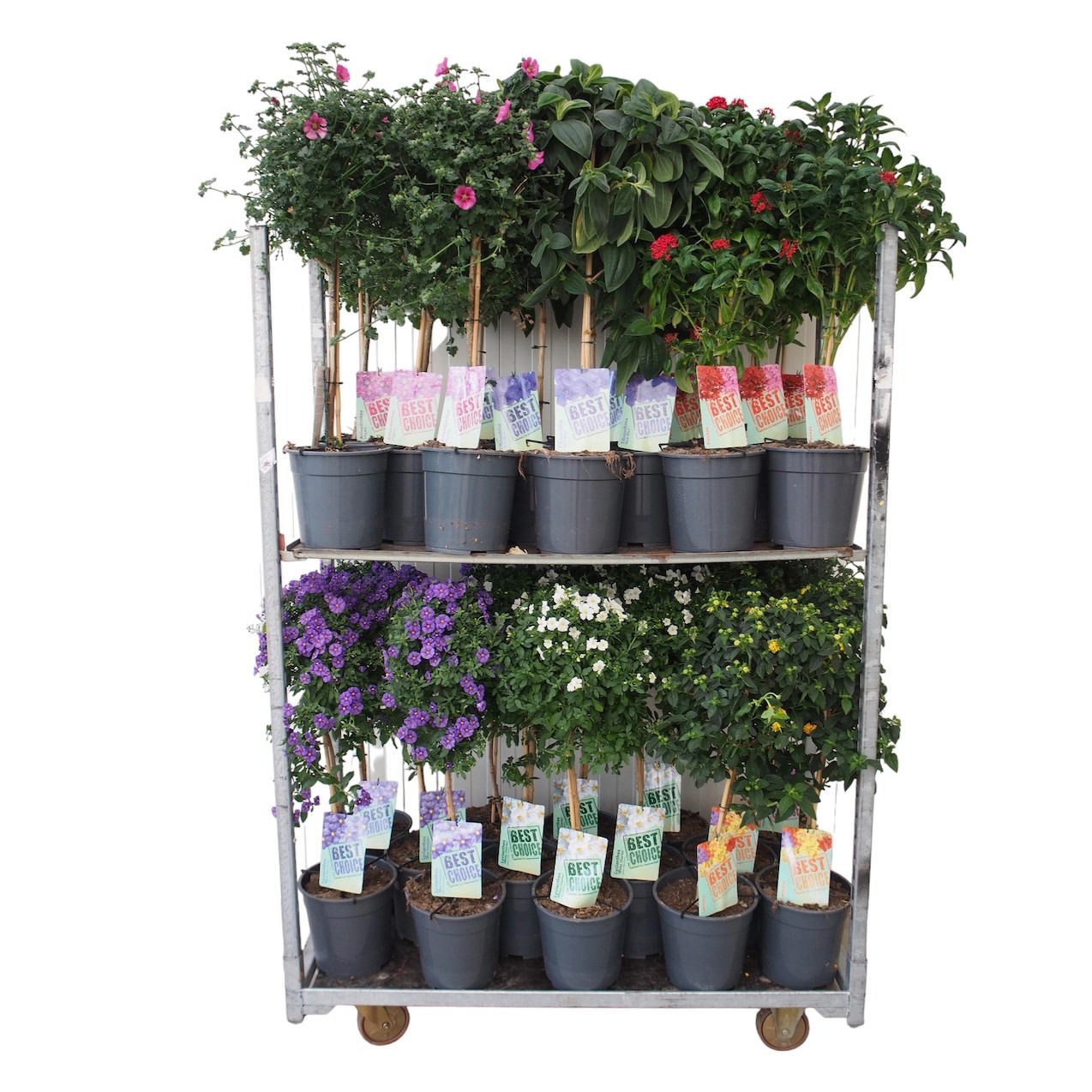 GROW by OBI Různé druhy květináčových rostlin na kmínku cca 100 cm, pr ...