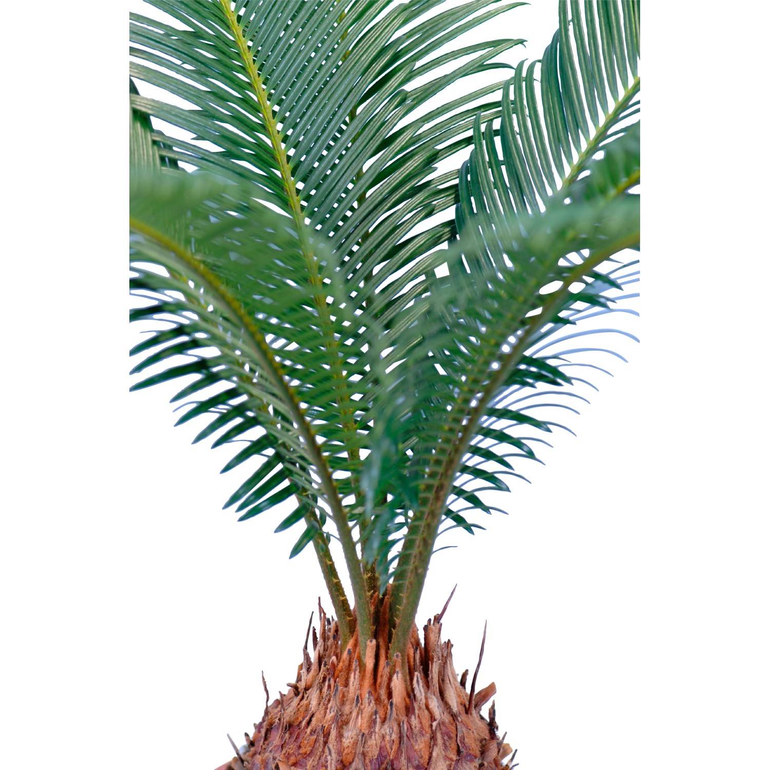 GROW by OBI Cykas japonský výška 45 cm průměr květináče 12 cm Cycas ...