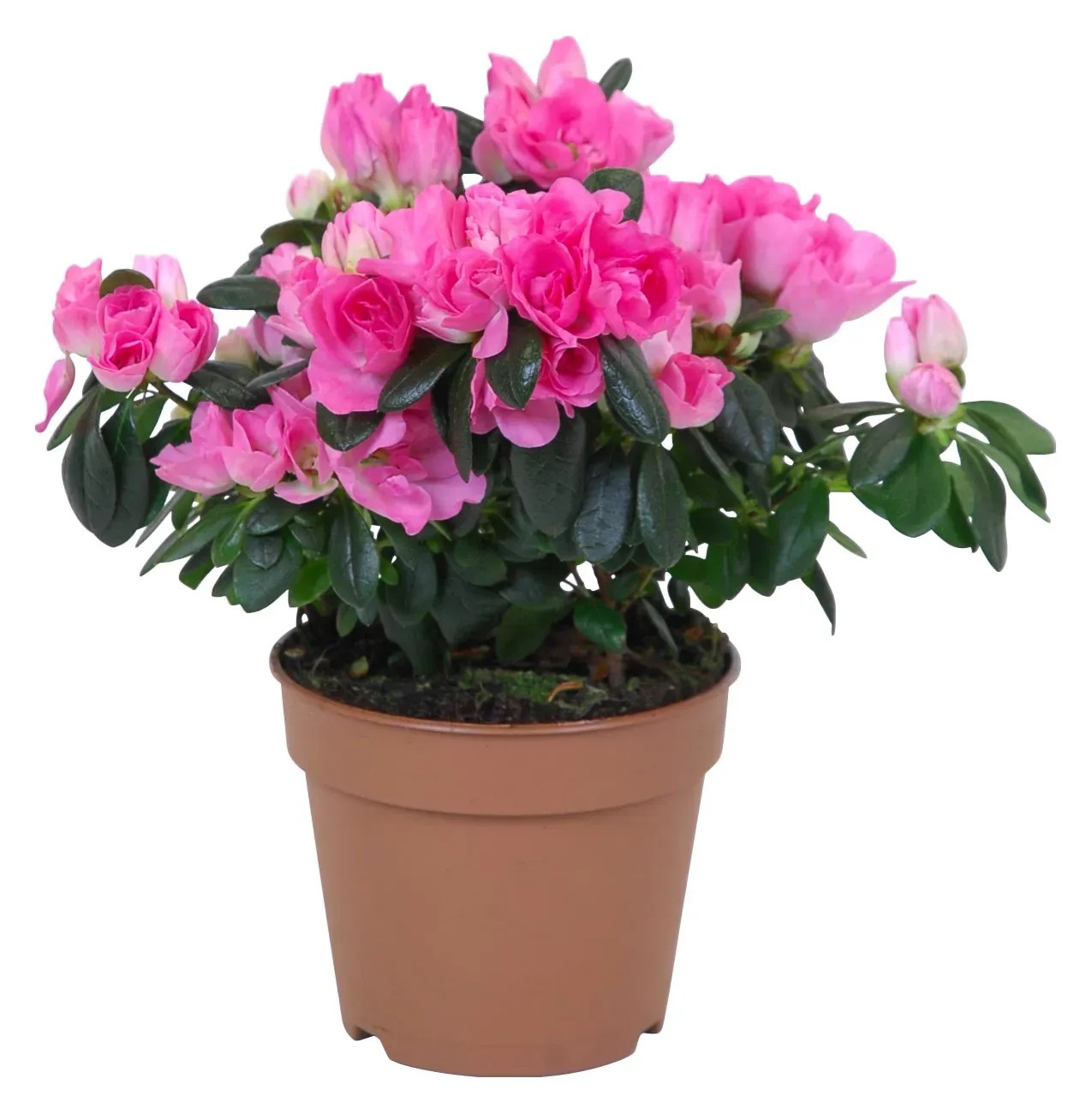 Pokojová azalka, růžová, Ø květináče cca 12 cm koupit v OBI