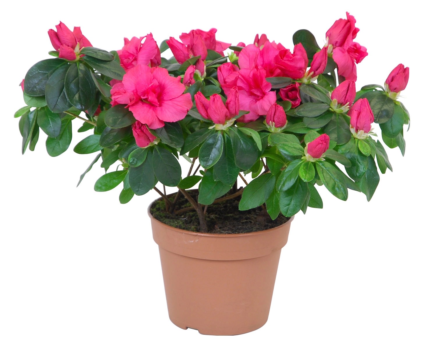 Pokojová azalka červená průměr květináče cca 14 cm nakoupit u OBI