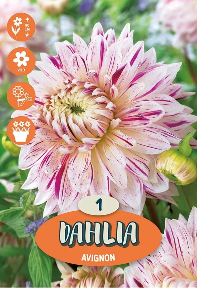 Royal De Ree Holland Květinové cibulky Jiřina (Dhalia) "Avignon"bílo ...