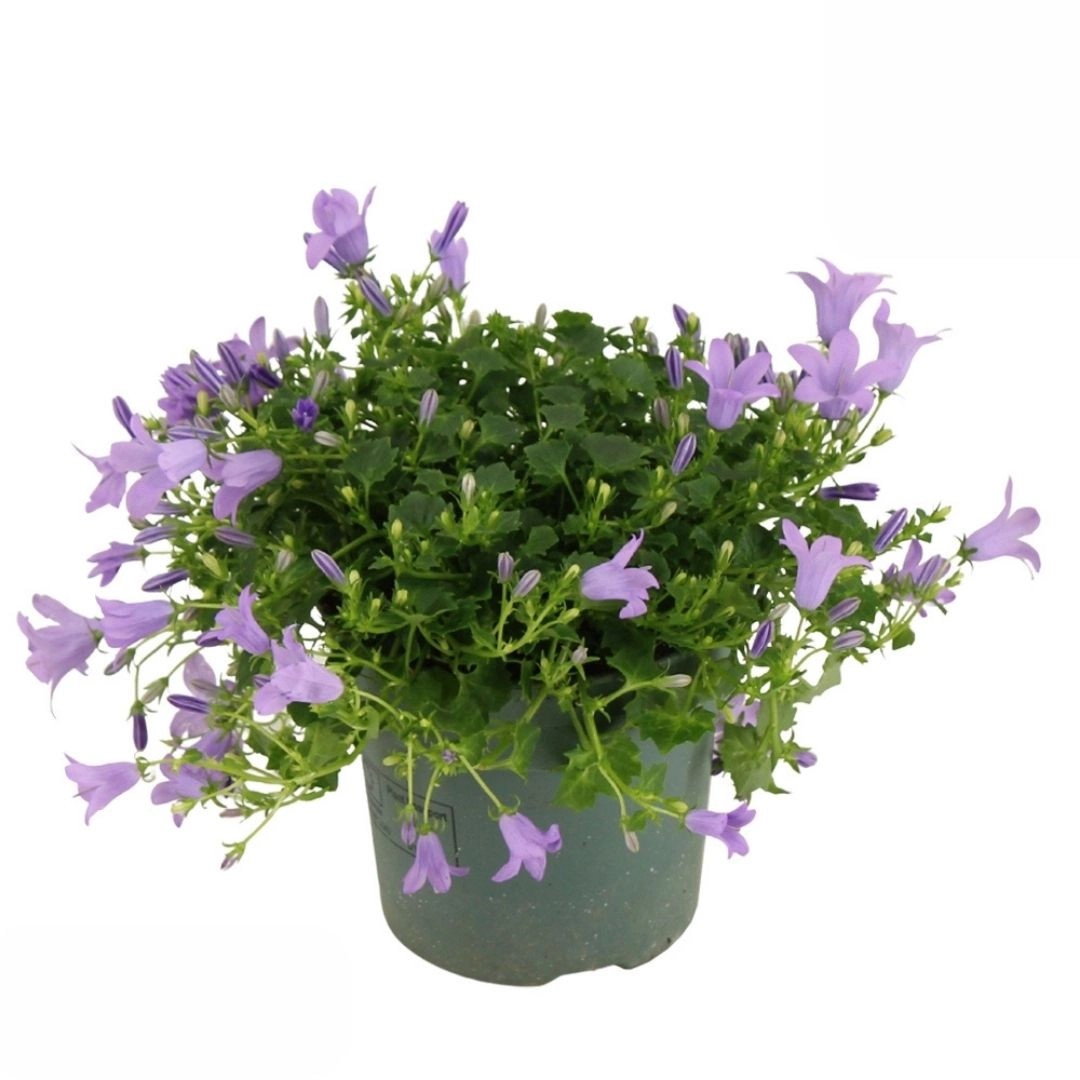 Zvonek dalmatský (Campanula portenschlagiana) "Ambella Lavender" výška ...