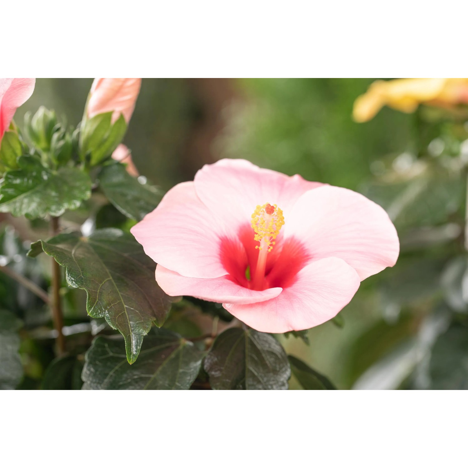 Ibišek čínská růže Cato (Hibiscus rosa-sinensis), výška 30-40 cm, pr.kv ...