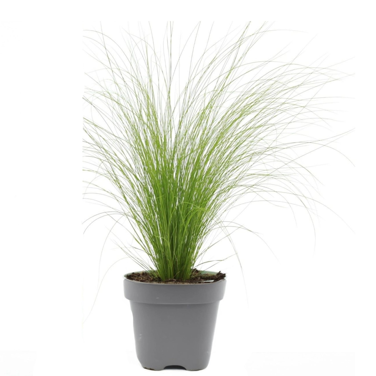 GROW by OBI Kavyl péřovitý (Stipa tenuissima) "Pony Tails" cca 35 cm ...