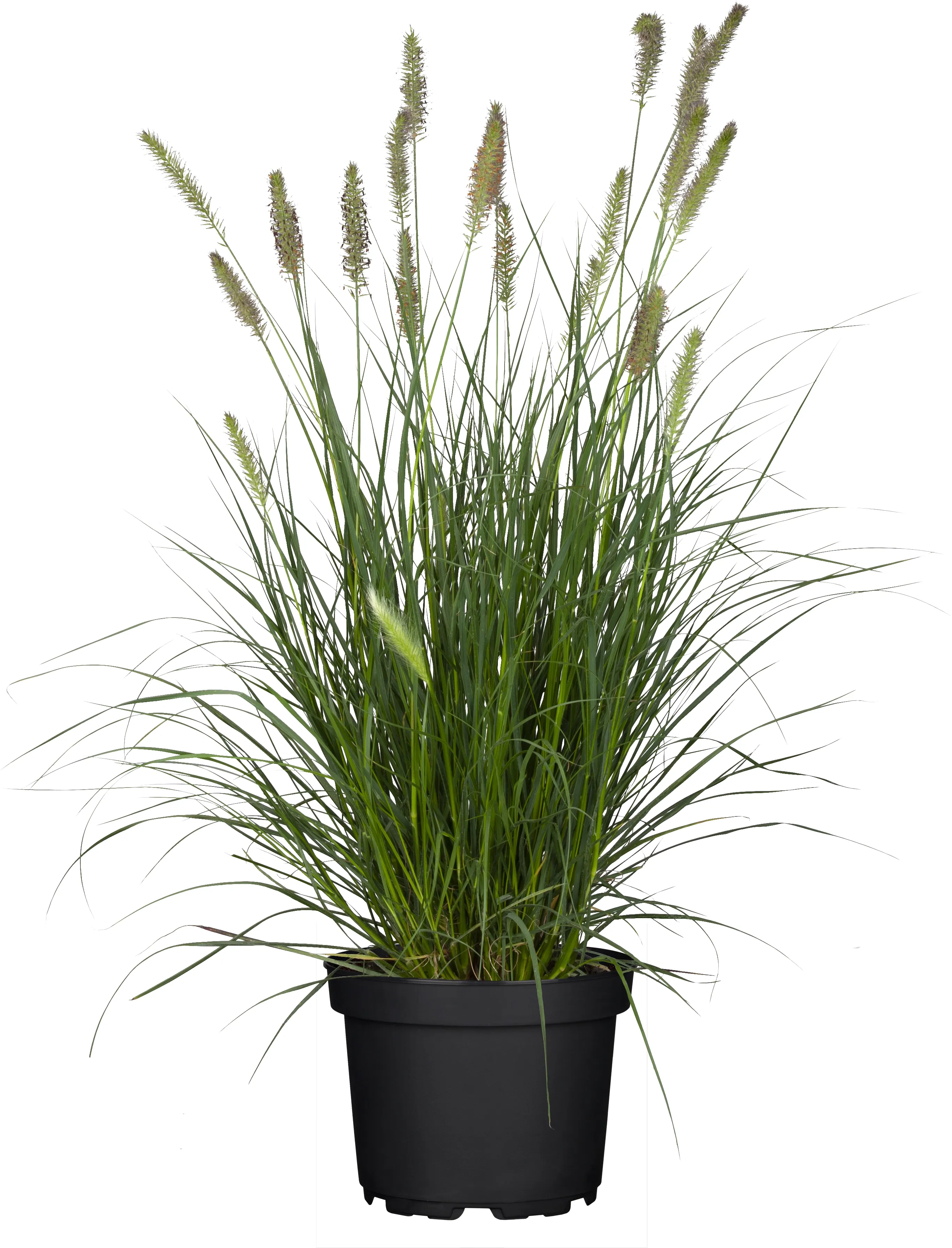 Grow by OBI Dochan psárkovitý Hameln pozdě., pr. kv. 19 cm koupit v OBI