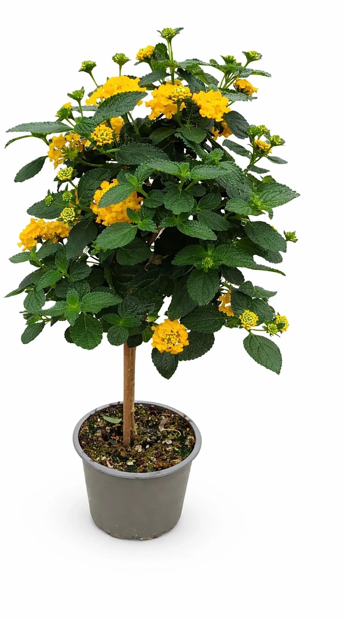 GROW by OBI Různé druhy rostlin na kmínku pr. 14 cm