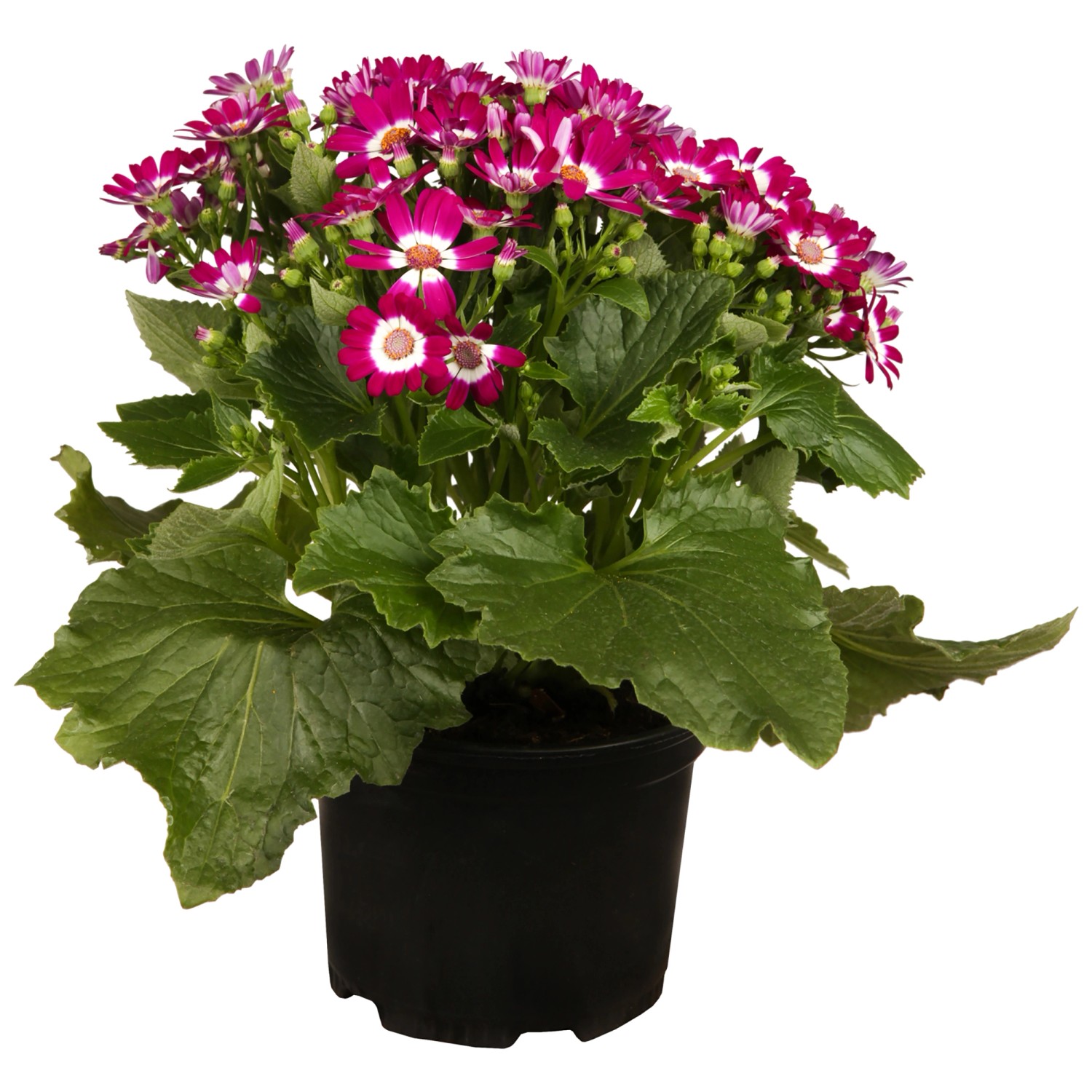 Landgard Straček krvavý (Senecio cruentus) cca výška 12-20 cm, pr. 12 cm koupit v OBI