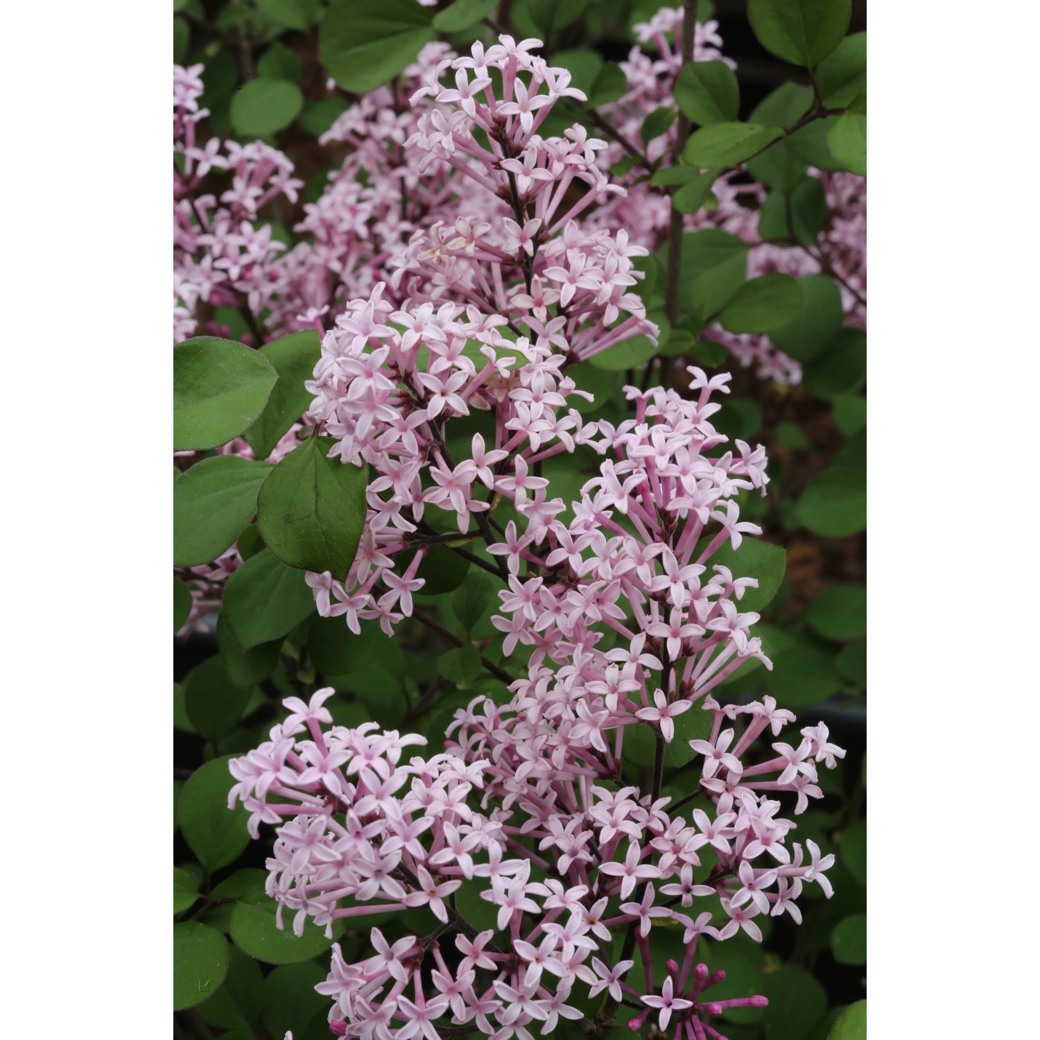 Zakrslý šeřík (syringa meyeri) Red Pixie