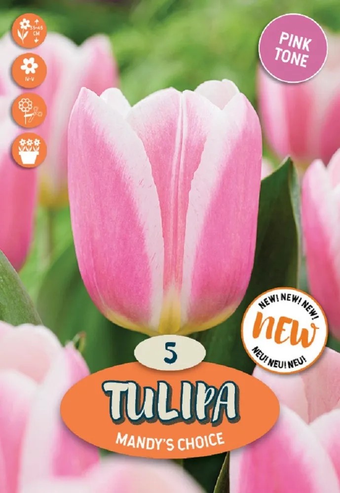 Royal De Ree Holland Květinové cibulky Tulipán Mandy's Choice nakoupit ...
