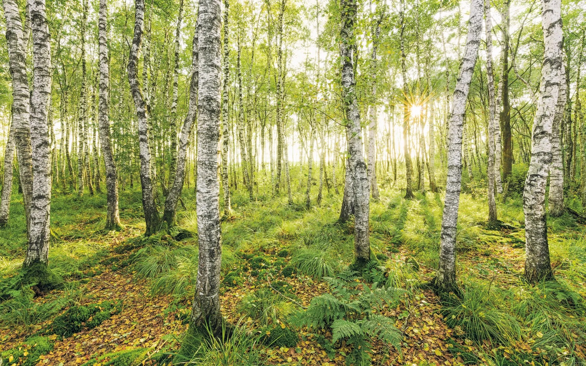 Komar Vliesová fototapeta Birch Trees 400 x 250 cm nakoupit u OBI